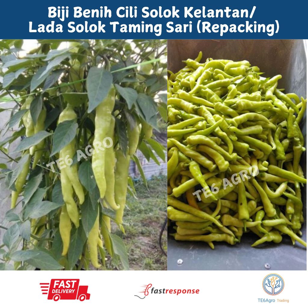 [REPACKING] Murah! Benih cili solok Kelantan Lada Solok Taming sari ...