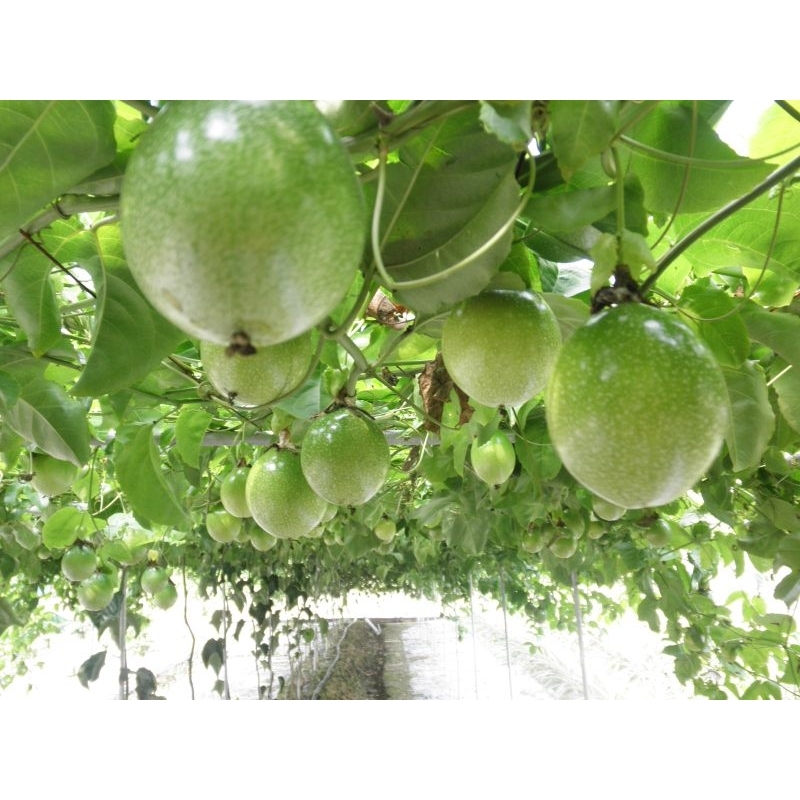Anak Pokok Markisa / Passion Fruit Seedling | Shopee Malaysia