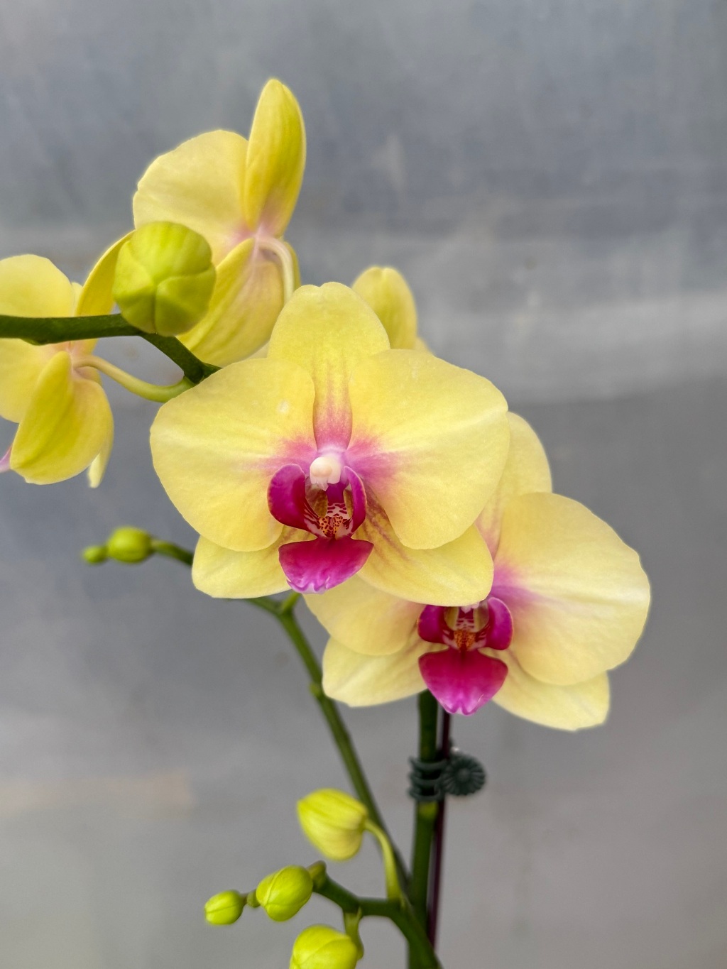 Phalaenopsis Yellow Pink-Lip | Medium Moth Orchid | Shopee Malaysia