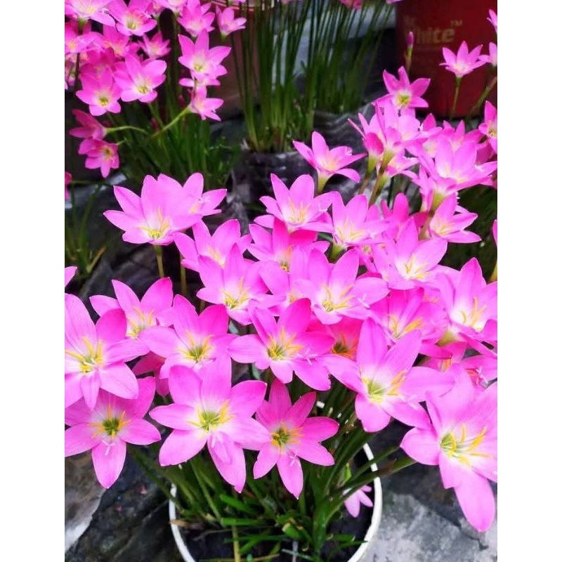 Pink Rain Lilly Bulb ( READY STOCK JOHOR) | Shopee Malaysia