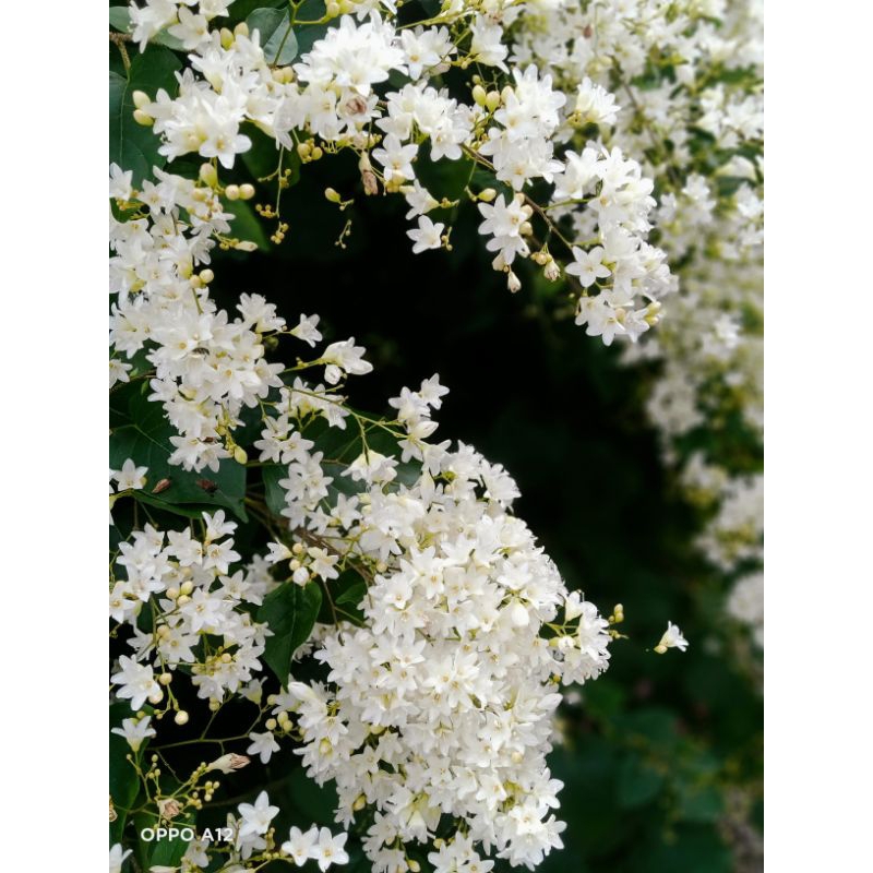 porana volubilis hybrid / berbau wangi dan berbunga lebat | Shopee Malaysia