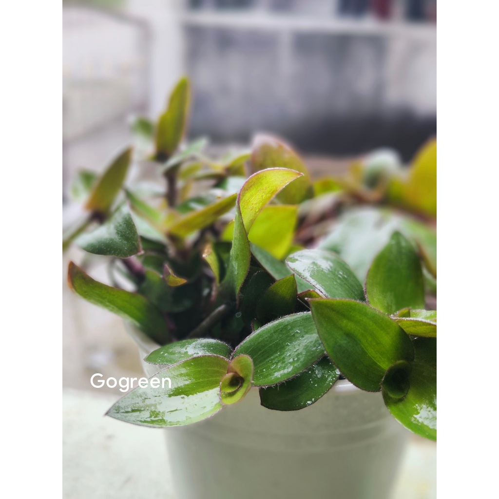 Wandering Jew Plant/anak pokok telinga kera/水龟草苗 | Shopee Malaysia