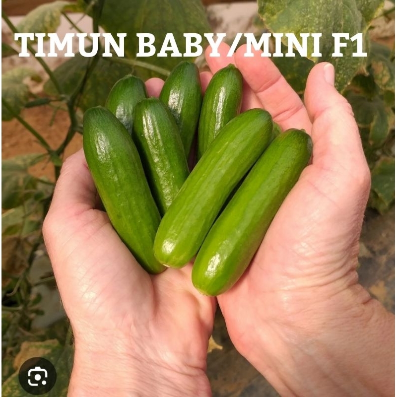 BENIH TIMUN BABY/MINI F1 HYBRID.THAI SEEDS.BABY CUCUMBER(30 SEEDS ...