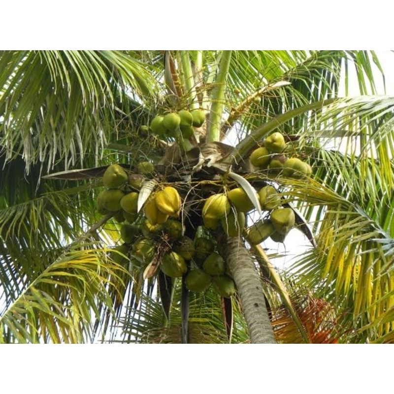 GARAM NYUIR / GARAM KOTOR / BAJA POKOK KELAPA (REPACK 3.5KG) | Shopee ...