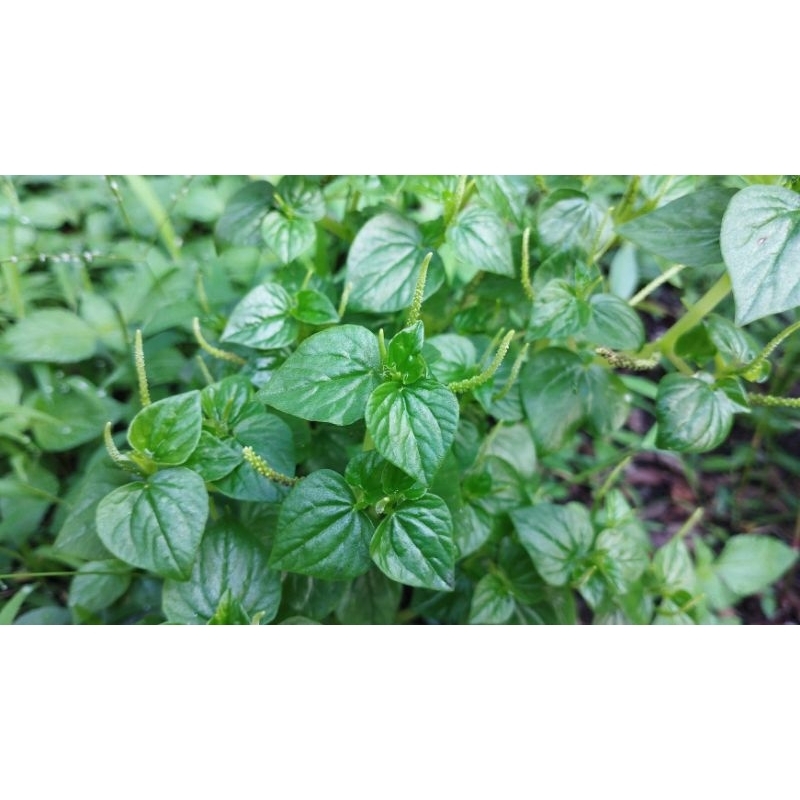 Pokok Sireh Cina (Peperomia pellucida) 1 pokok RM8 | Shopee Malaysia