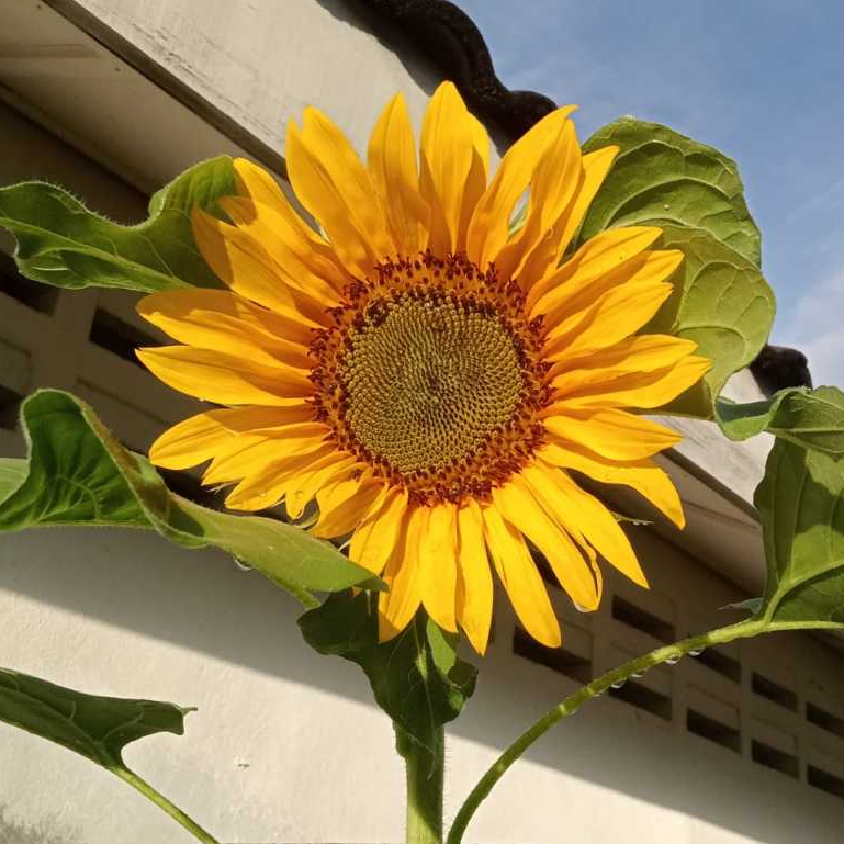 Sunflower Seeds / Biji Benih Bunga Matahari 太阳花种子 ( 25 biji ) | Shopee ...
