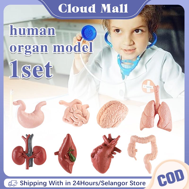 8Pcs Educational 3D Human Torso Body Organ Miniature Anatomy Organs ...