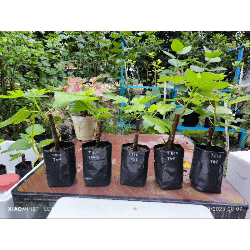 Anak Pokok Tin jenis TGF. | Shopee Malaysia