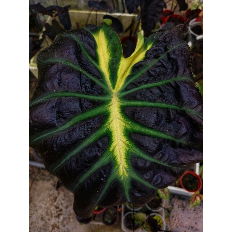 Keladi Krakti (Colocasia) – Pokok Hiasan Jarang Dijumpai | Shopee Malaysia