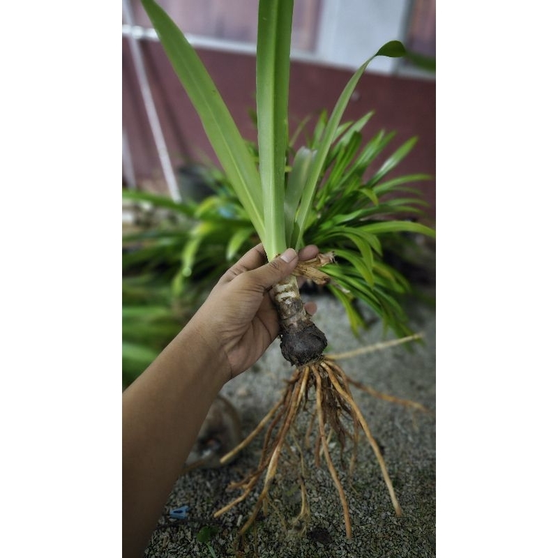 Daun/Anak pokok TEMBAGA SUASA@MELONG (Rawatan Patah/Seliuh/Sakit Sendi ...