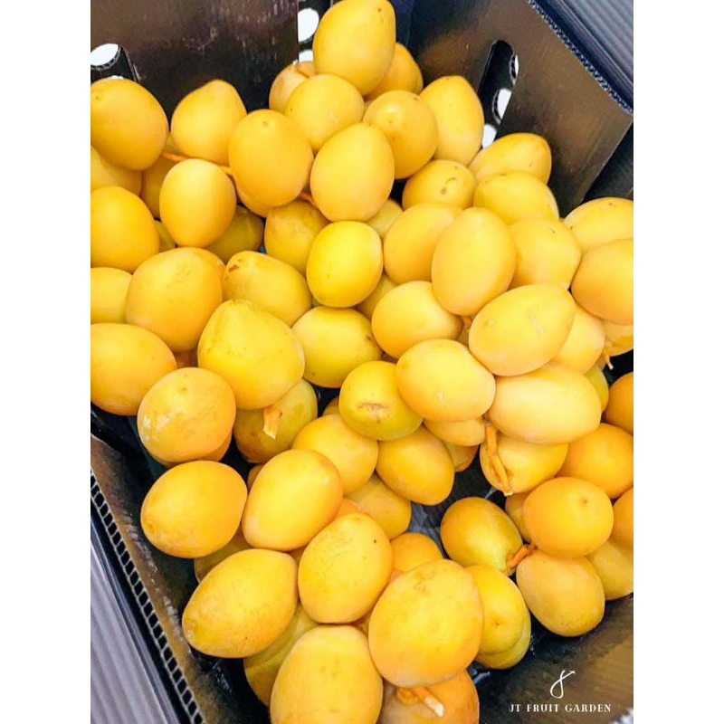 Fresh Dates, Kurma Muda 100g | Shopee Malaysia