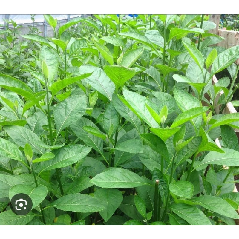 Pokok Bismillah / Kurap Kayap Bisul Gout Demam Kuning / Pokok Bistila ...