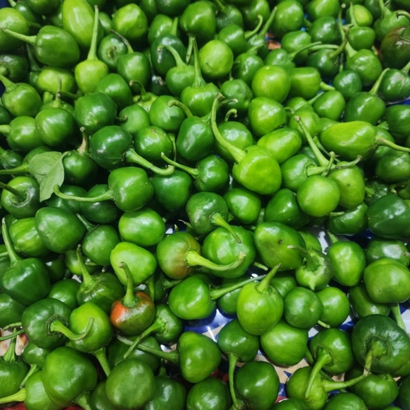 nepali dalle khursani/ chili spicy / chili nepali / fresh from bukit ...