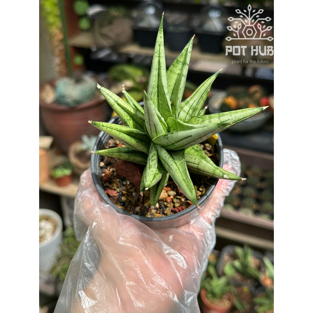 POTHUB Ready Stock Bare Root Sanseveria Yaya | Shopee Malaysia