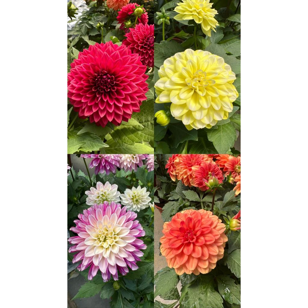 Bunga Dahlia. Multi Layer//Tahan Panas//Pokok Rendah. 重瓣大丽花//大理花. 矮型 ...
