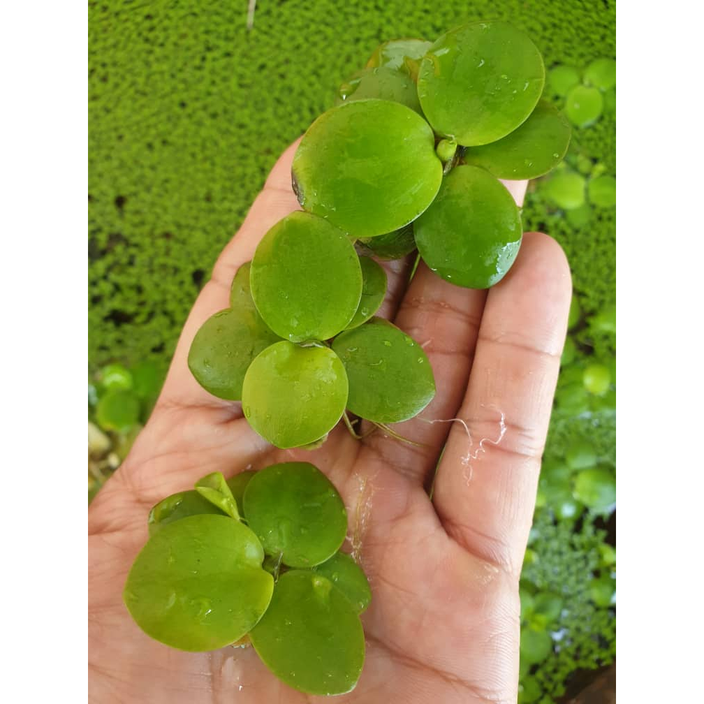 Amazon Frogbit Aquatic Plant (Limnobium laevigatum) 圓心萍 | Shopee Malaysia