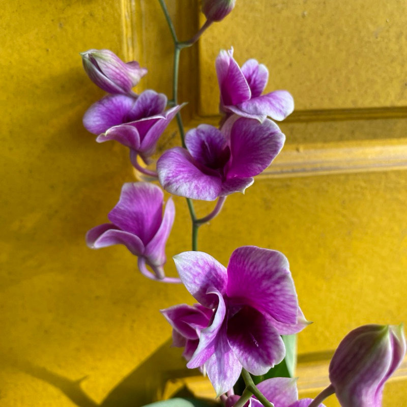 H2O - Dendrobium Yaya Victoria 石斛兰 Live Plant (with flower) | Shopee ...