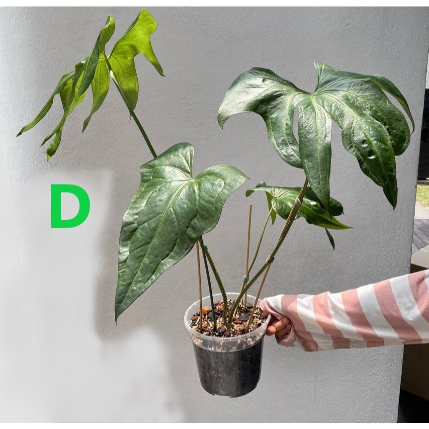 Anthurium Pedatoradiatum - Aroid Live Indoor Plant Pokok Tanaman Hiasan ...