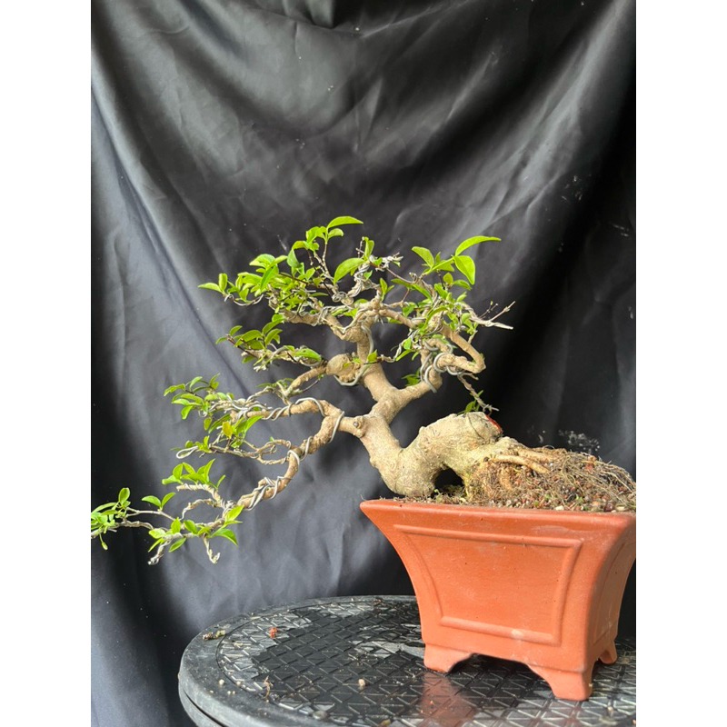 Bonsai jeliti sui mei 水梅 | Shopee Malaysia