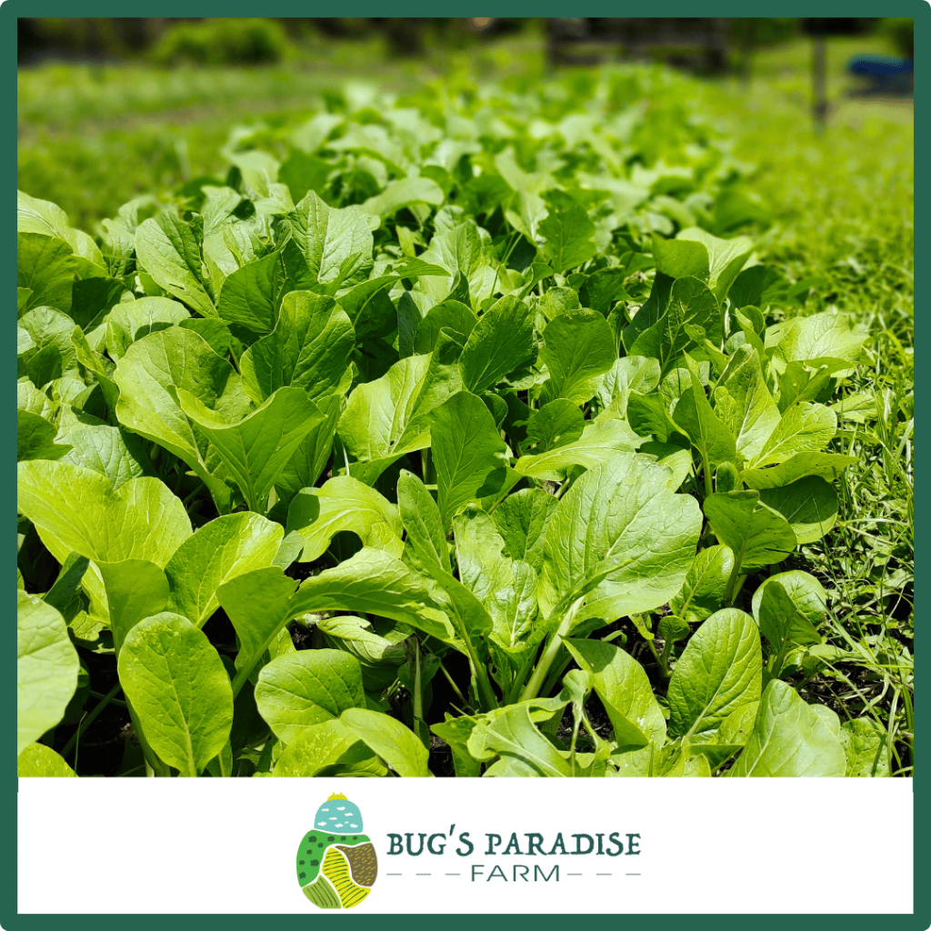 Bugs Paradise Farm - Sawi Hong Kong Seed 3g | Shopee Malaysia