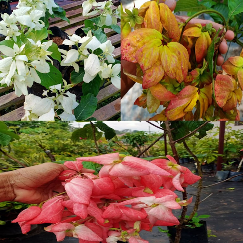 Pokok Bunga Janda Kaya Pelbagai Warna | Shopee Malaysia