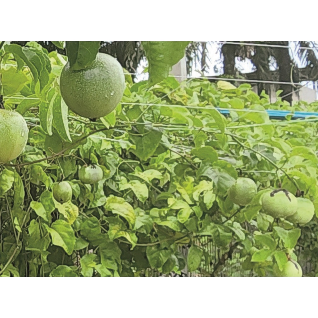Anak pokok markisa-Fruit Nursery Malaysia | Shopee Malaysia