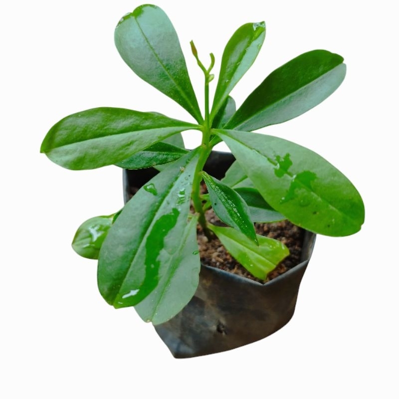 Anak Pokok Som Jawa Akar Som Kolesom Ginseng Jawa Pokok Ulam Ubat Live ...