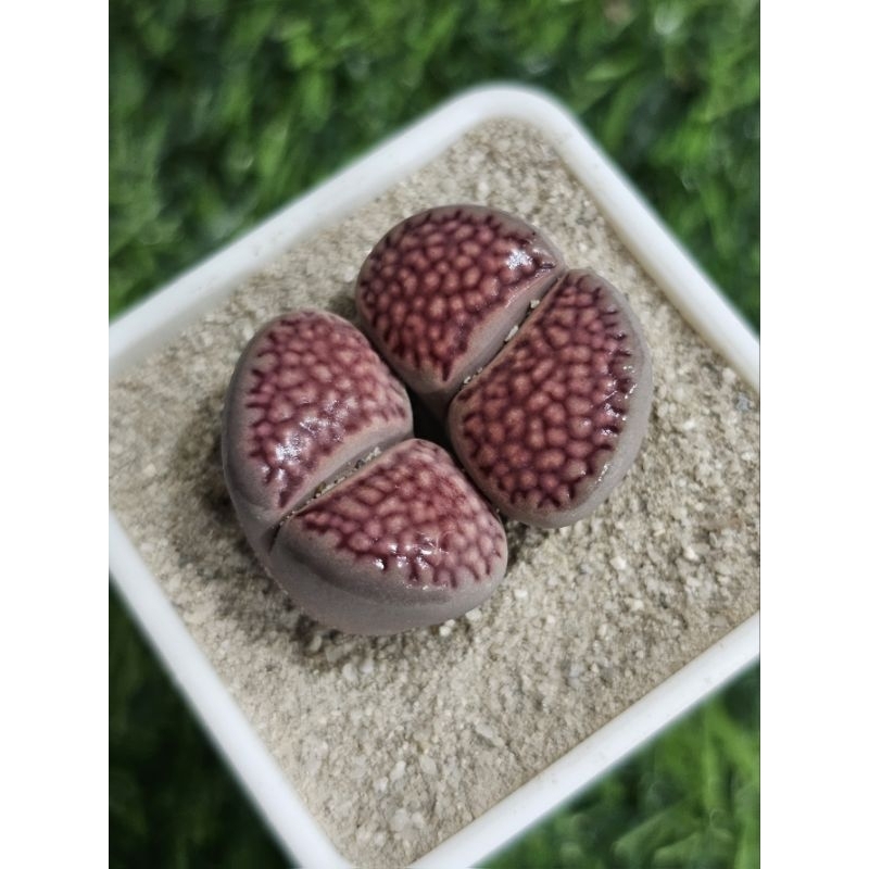purple twinhead jullii biscuit lithops pot included succulent ...
