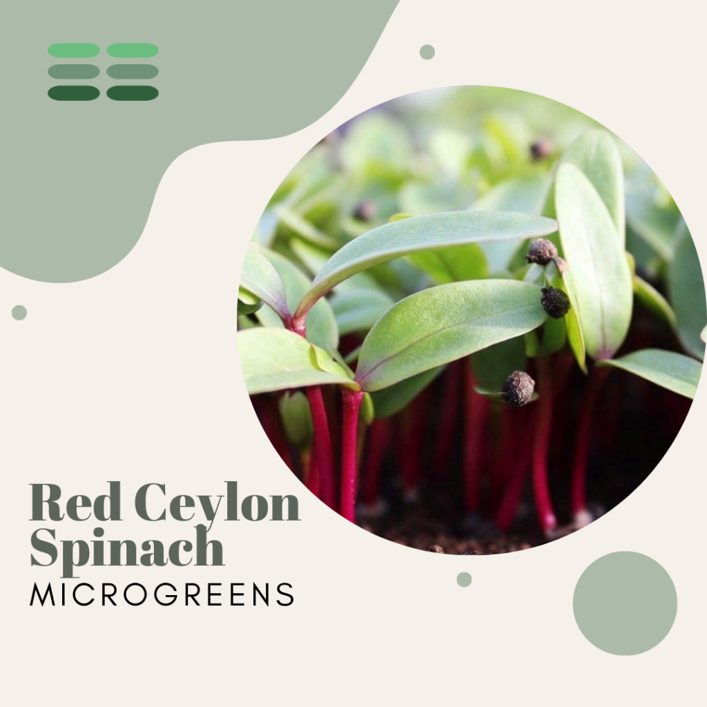 100g | 200g | 500g | Red Ceylon Spinach Microgreens Seeds | Tembayung ...