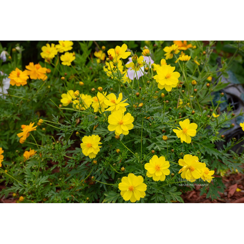 Yellow Cosmos Seeds flower / 15 seeds ( ulam raja kuning ) | Shopee ...