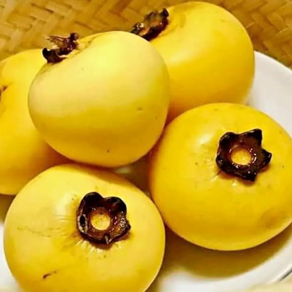 Anak Pokok Buah Lukjan/Luk Jan aka Diospyros Decandra | Shopee Malaysia