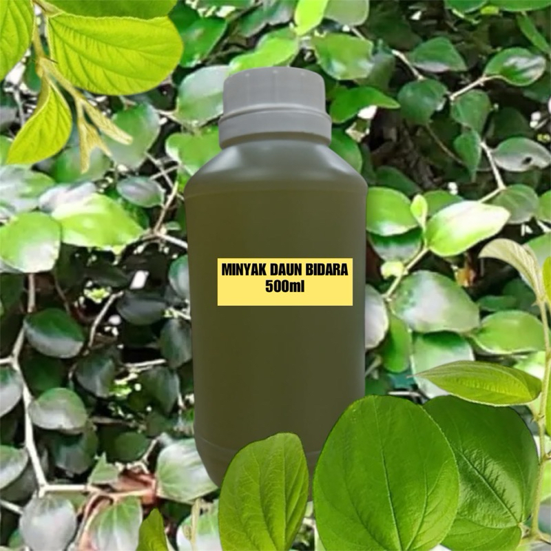 MINYAK DAUN BIDARA buatan secara coldpress 500ml | Shopee Malaysia