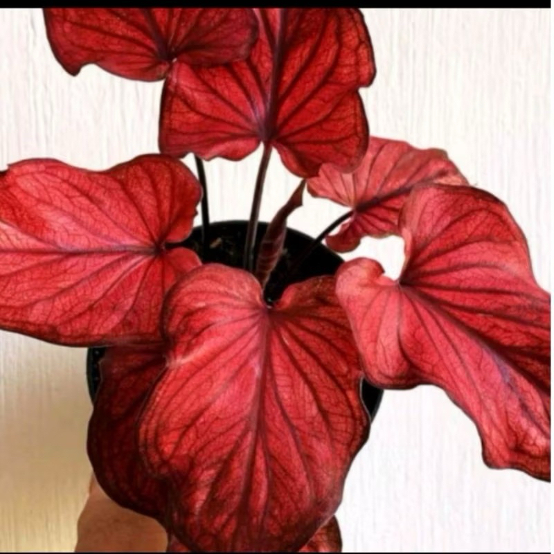 caladium/keladi thailand/beli 5 pokok free 2 pokok | Shopee Malaysia