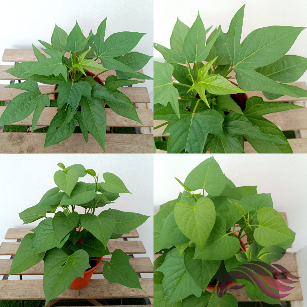 Potato Leaf Daun Ubi 番薯叶 Anak Pokok Ubi Keledek by LS Group | Shopee ...