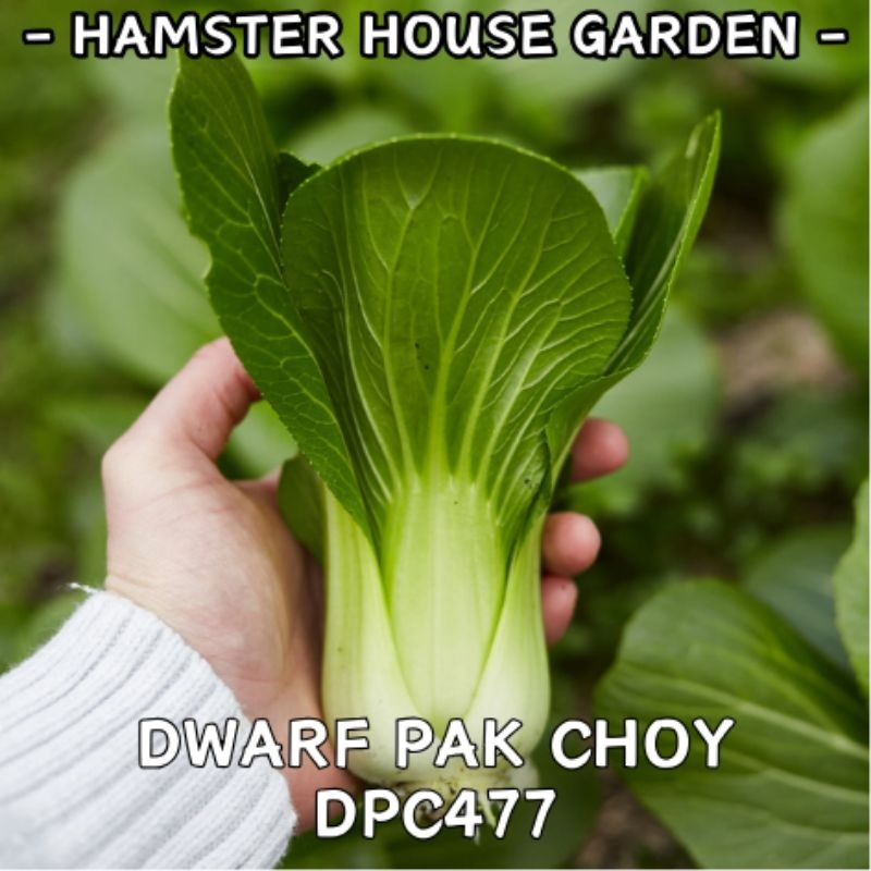 HSK DWARF PAK CHOY FOUR SEASON DPC 477 SEED / SAWI JEPUN KERDIL BIJI ...