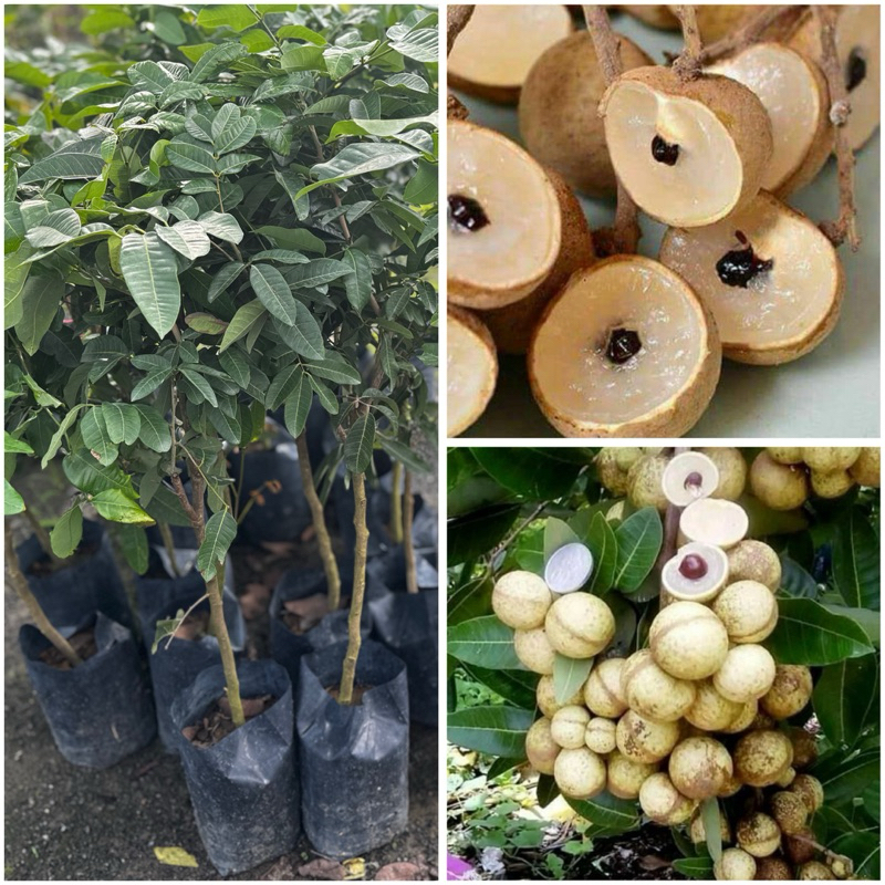 Anak pokok longan lada hitam hybrid xl | Shopee Malaysia