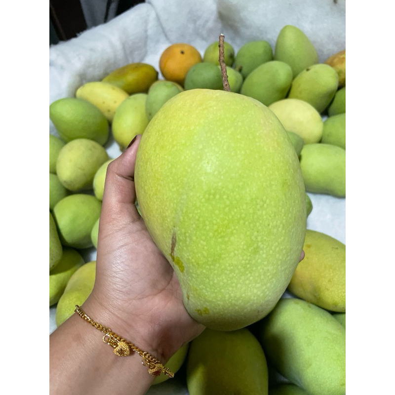 MANGGA HARUM MANIS PERLIS | Shopee Malaysia