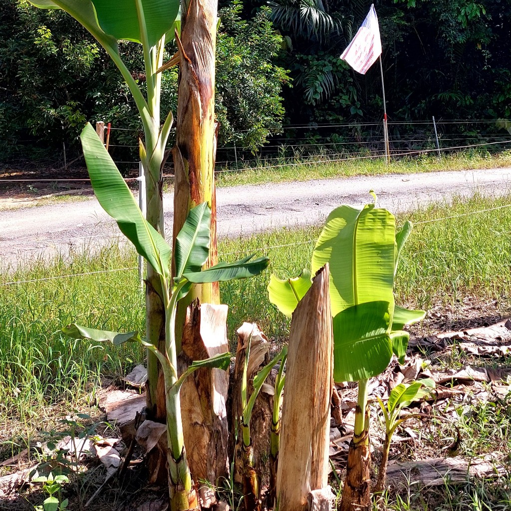 Anak Pisang/Sulur Pisang Segar [Abu, Awak (Moreh), Berangan, Nangka ...