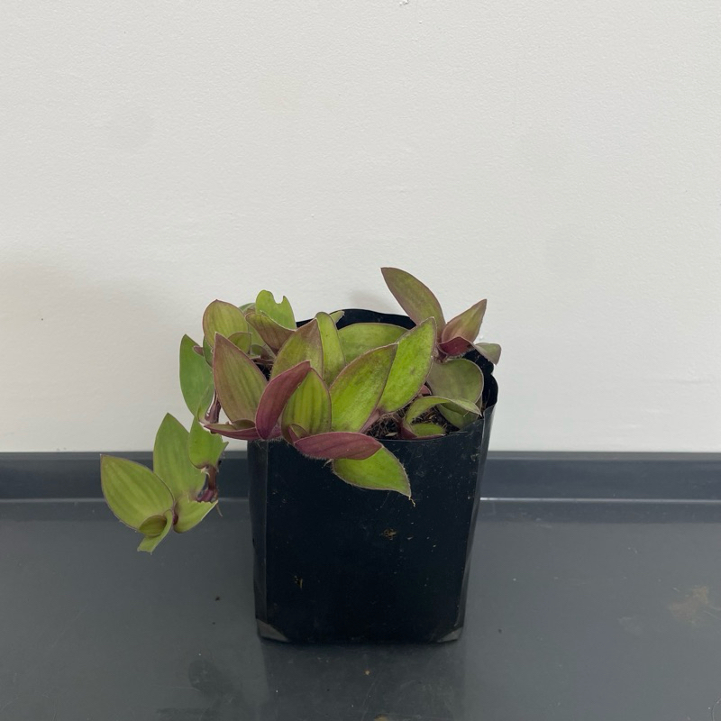 Pokok Telinga Kera/ Wandering Jew Dalam Polybeg | Shopee Malaysia