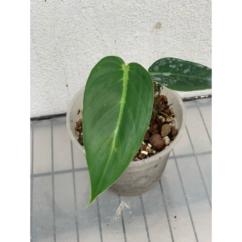 Philodendron sp Angel | Shopee Malaysia