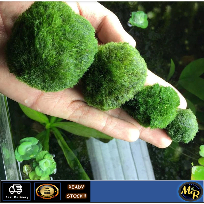 🔥Marimo Moss Ball 🔥 (Aquarium Live Plant/Aquascape Decoration/Vivarium/Pokok Hiasan Aquarium ...
