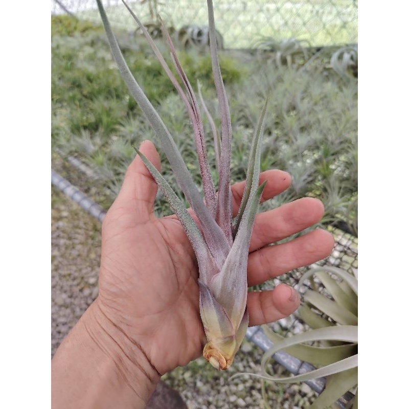Artofairplantt Air plant Tillandsia Mali Dofitas | Shopee Malaysia