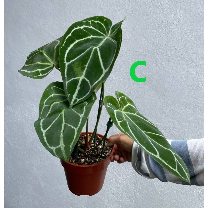 Anthurium Minahasa - Aroid Live Indoor Plant Pokok Tanaman Hiasan ...