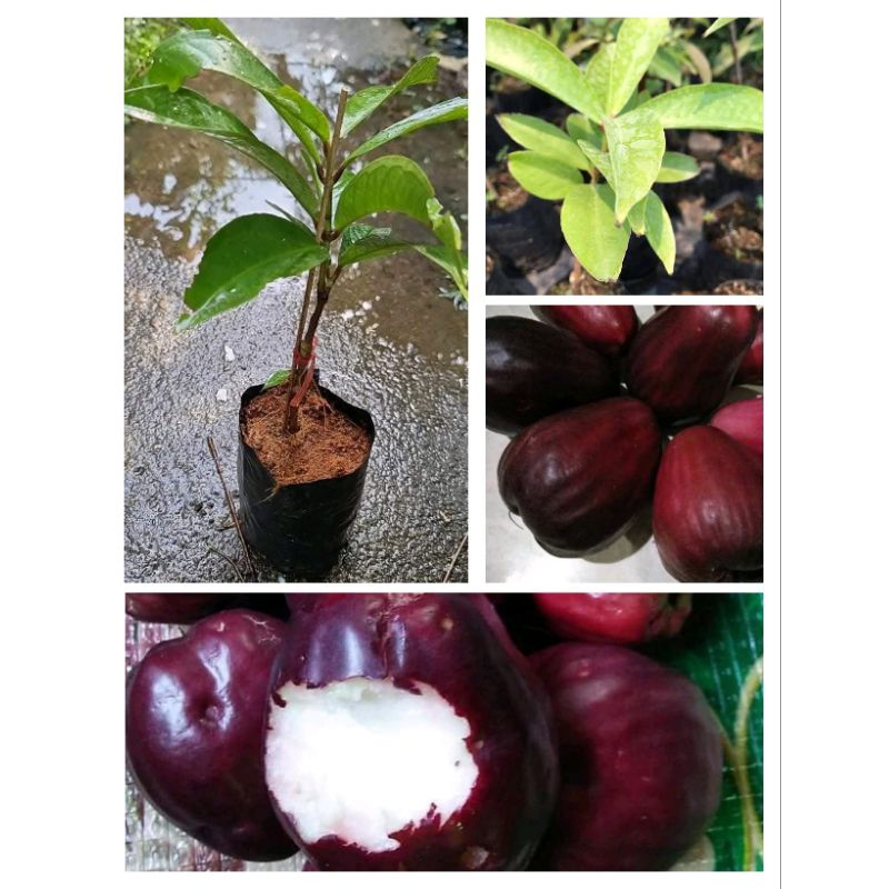 KKB Pokok Jambu Bol Jamaica, Jambu Bol Jamaika, Jambu Bol Hitam ...