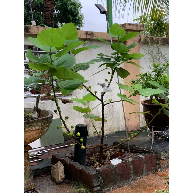 Fig Plants / Pokok Tin Iraqi | Shopee Malaysia