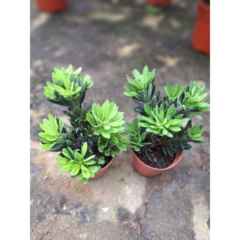 Pokok podocarpus kekwa / tahan panas / boleh dijadikan pokok bonsai ...