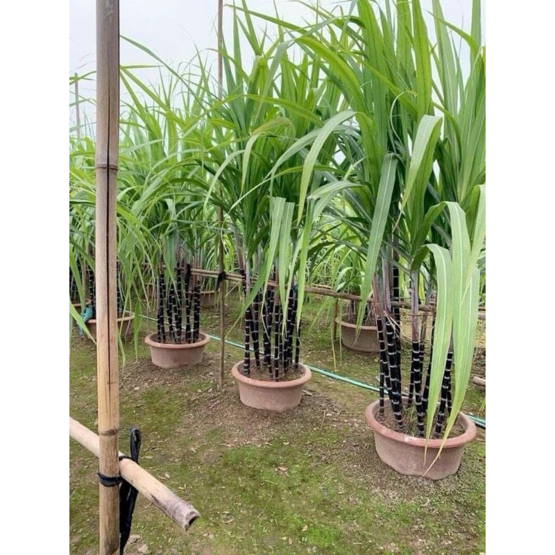 Benih TEBU HITAM 5pcs +FREE / Hitam Madu / Hitam Berubat / Hitam Ragnar ...