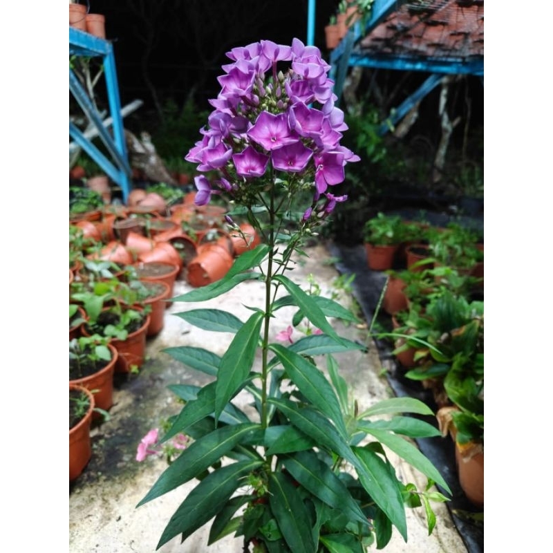 pokok bunga phlox volcano | Shopee Malaysia