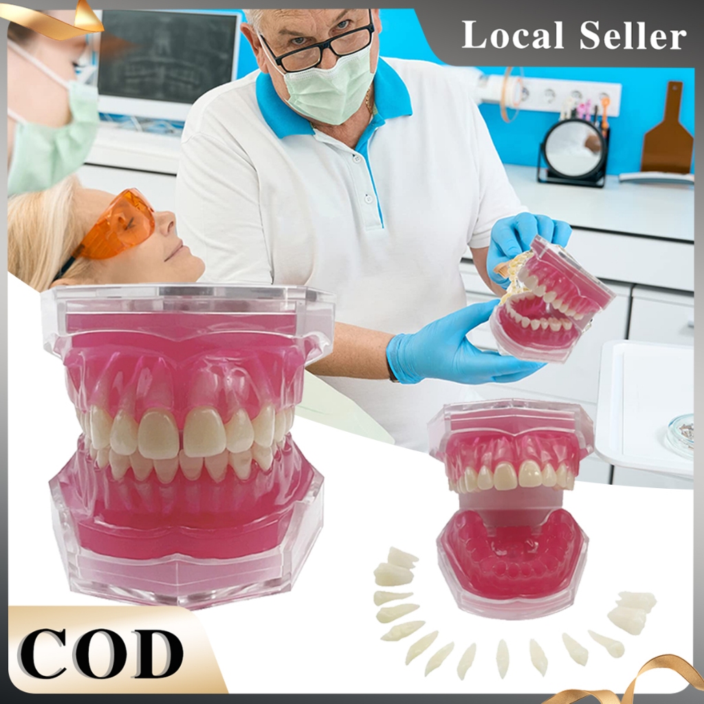 Dentistry Teaching Studying Demonstration Teeth Model Dental Teeth Oral ...