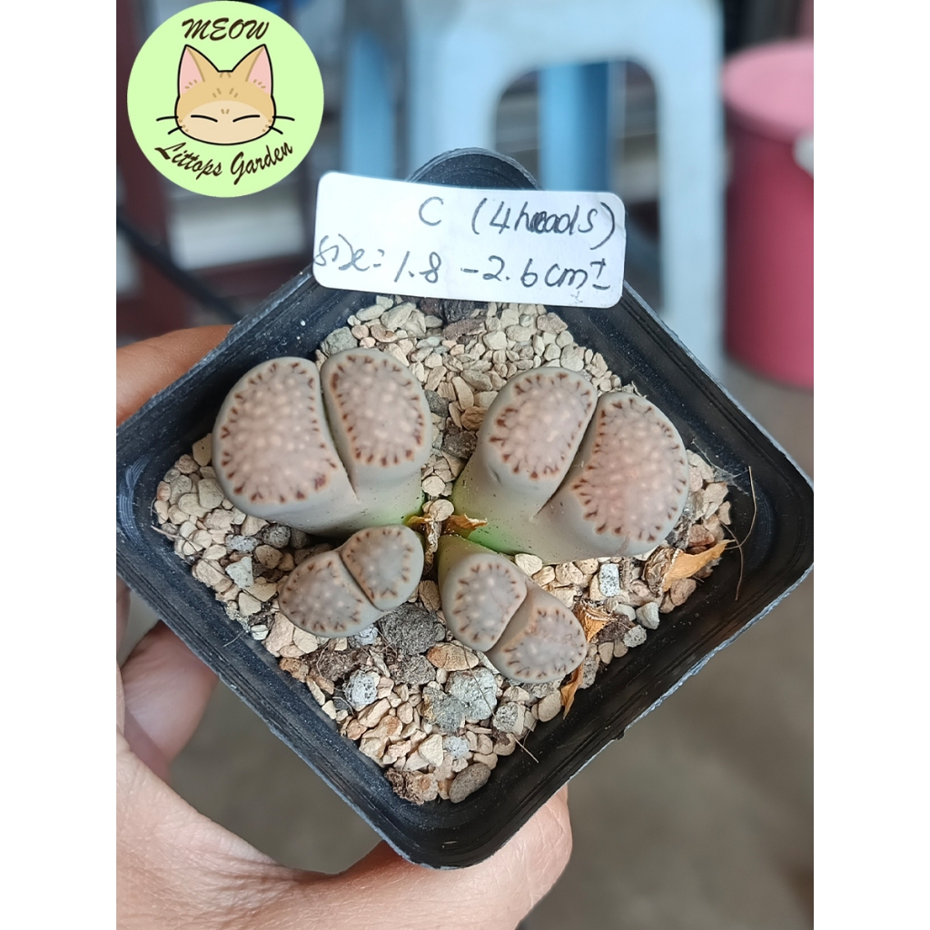 NEW!!!/Big Lithops Clumps/Aucampiae/Karasmontana/Jullii Biscuit大群生生石花 ...